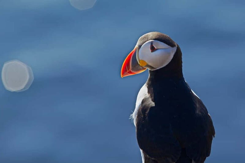 Reykjavik: Whales and Puffins Express Cruise Combo Tour - The Itinerary in Detail