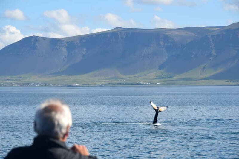 Reykjavik: Whales and Puffins Express Cruise Combo Tour - Final Reflection: Is This Tour for You?