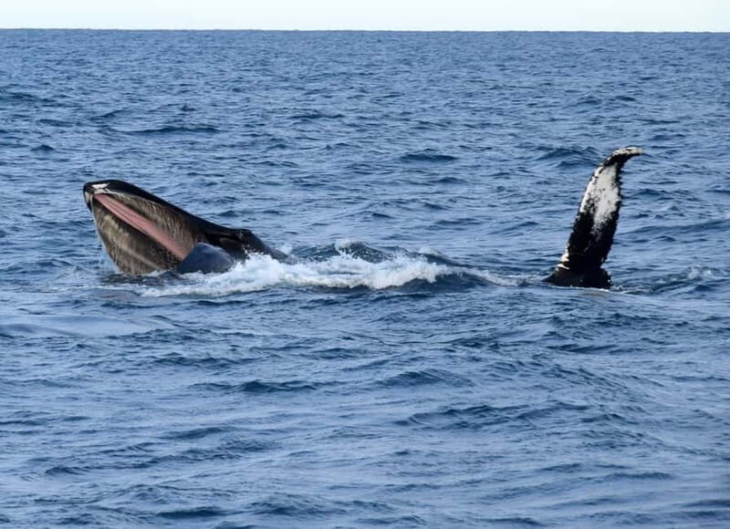 Reykjavik: Whales and Puffins Express Cruise Combo Tour - FAQs