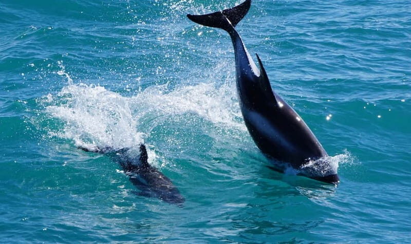Reykjavik: Whales and Puffins Express Cruise Combo Tour - The Sum Up
