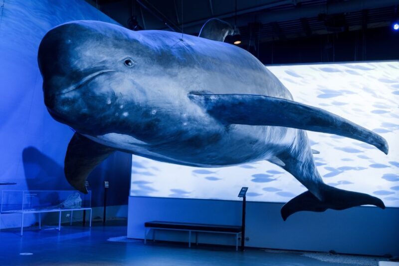 Reykjavik: Whales of Iceland Museum Entrance Ticket - Reykjavik: Whales of Iceland Museum Entrance Ticket – A Deep Dive into Marine Wonders