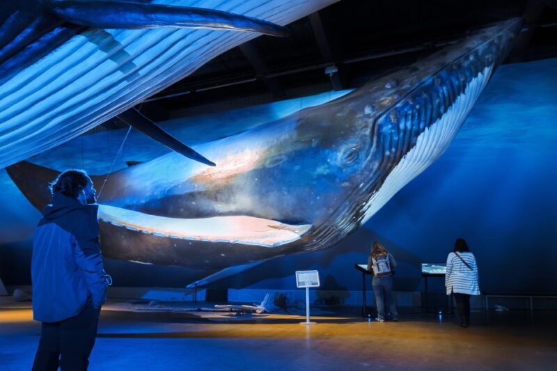Reykjavik: Whales of Iceland Museum Entrance Ticket - The Practical Side: Pricing, Duration, and Value