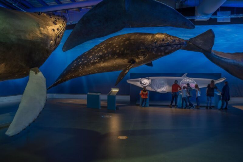 Reykjavik: Whales of Iceland Museum Entrance Ticket - Who Will Enjoy This Experience?