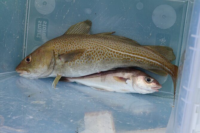 Reykjavik's Finest Catch: Guided Sea Angling Tour for All Levels - FAQ