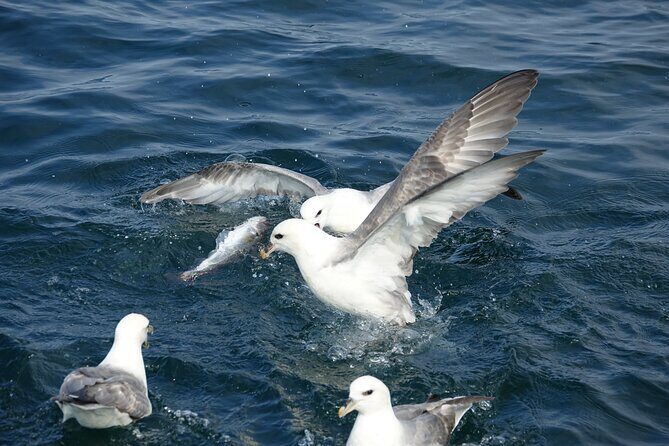 Reykjavik's Finest Catch: Guided Sea Angling Tour for All Levels - The Bottom Line