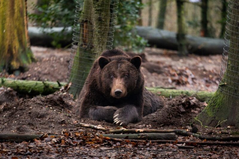 Rhenen: Ouwehands Zoo Entry Ticket - Final Thoughts on Value and Suitability