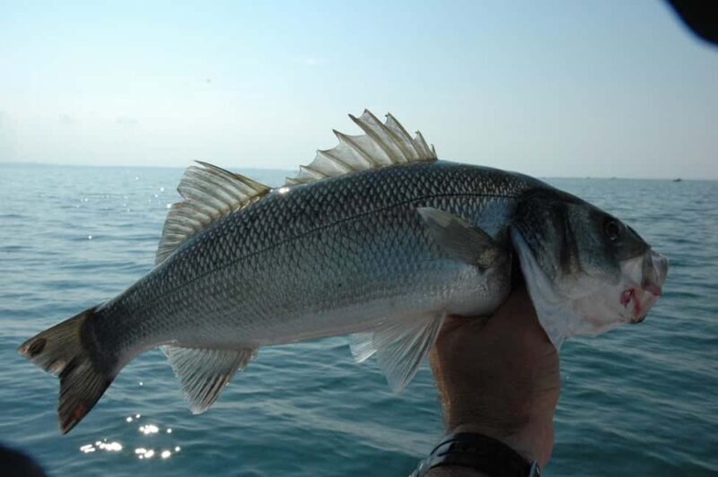Rhodes: 4 Hour Private Boat Fishing Trip with Equipment - Who Should Choose This Trip?