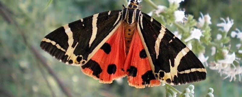 Rhodes: Butterfly Valley and Filerimos Hill Bus Trip - Key Points