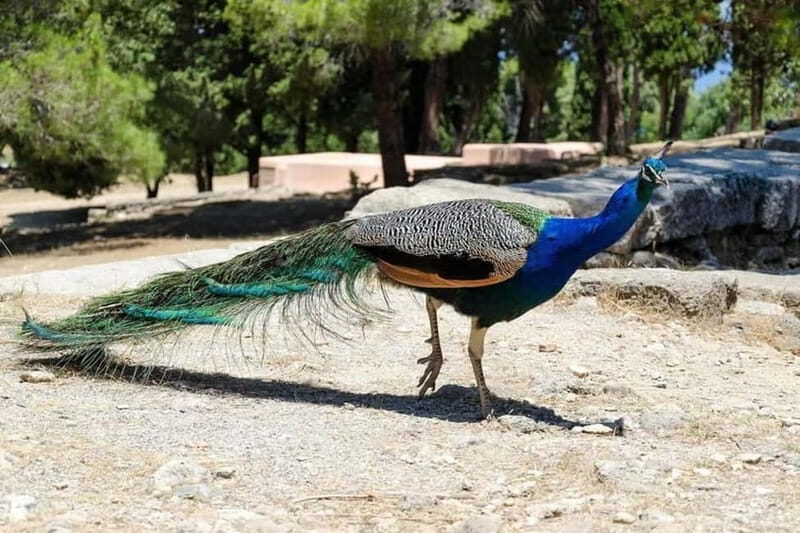 Rhodes: Butterfly Valley and Filerimos Hill Bus Trip - A Practical Guide to the Tour Experience