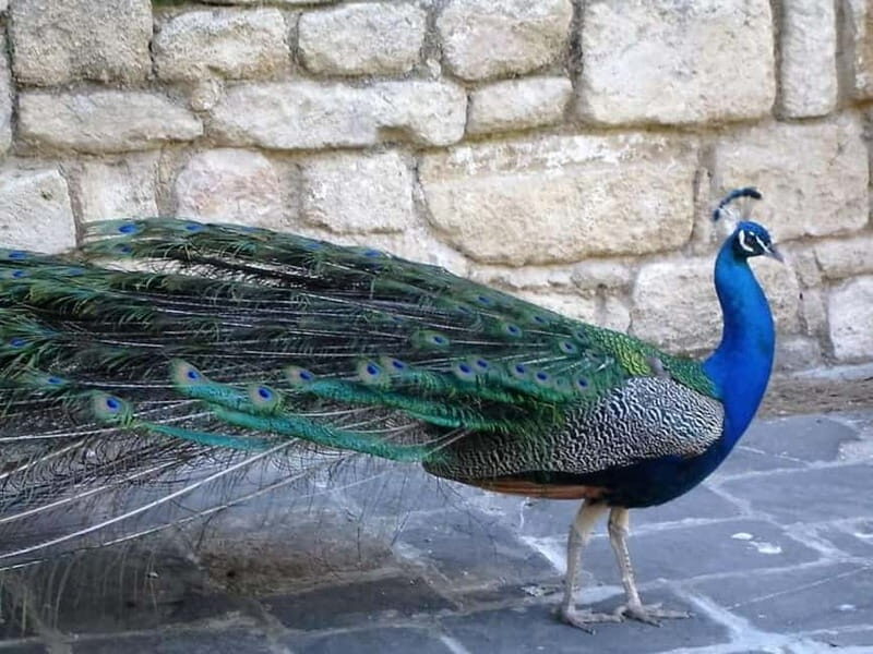 Rhodes: Butterfly Valley and Filerimos Hill Bus Trip - FAQ