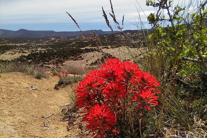 Rhodes Off Road Adventures Guided Jeep Tour from Rock Crawling to Petroglyphs - A Closer Look at the Tour Experience