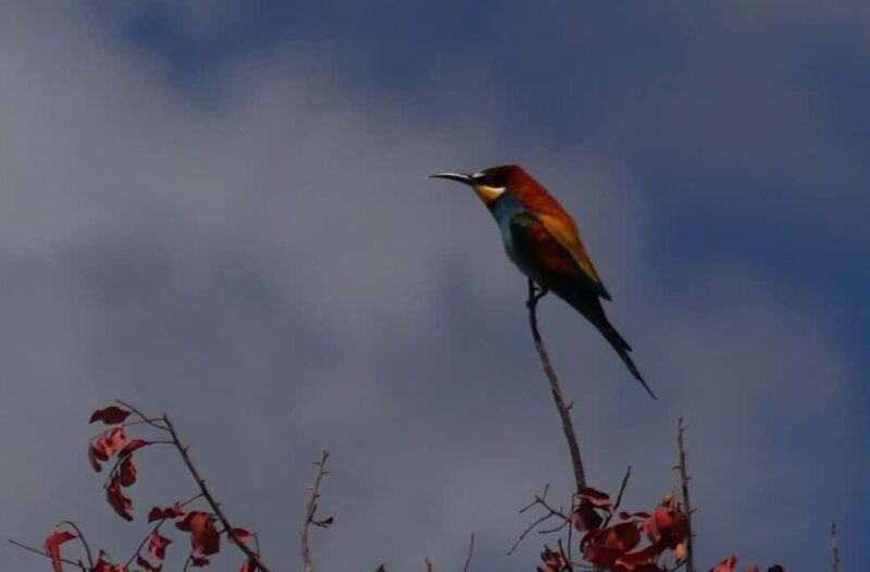 Rhodes: Safari with experienced driver - South pick ups - Key Points
