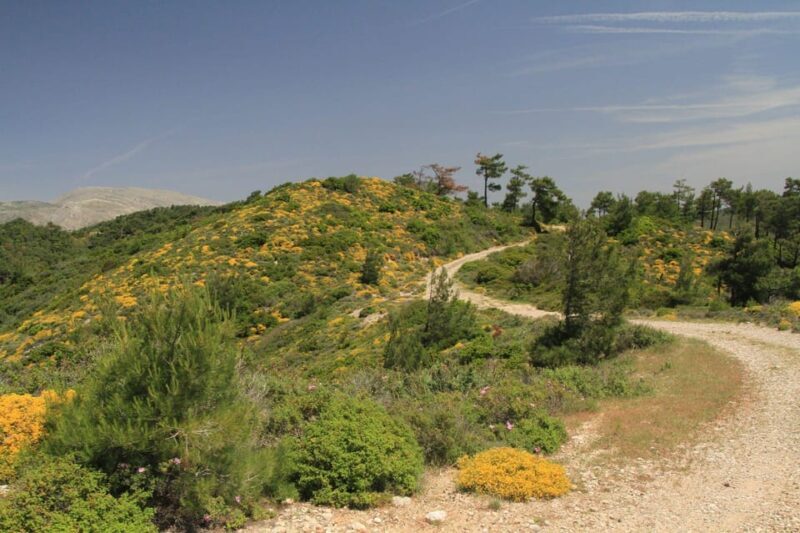 Rhodes: Safari with experienced driver - South pick ups - Pricing and Value
