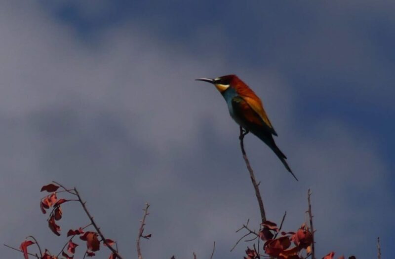 Rhodes: Safari with experienced driver - South pick ups - Concluding Thoughts