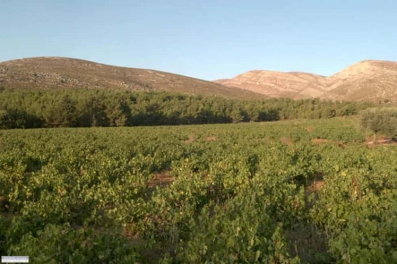 Rhodes: Wine Tasting in Embonas, the Land of Rhodian Wine - The Sum Up