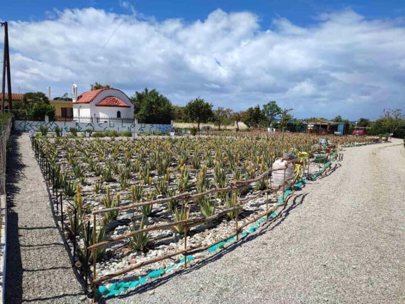 Rhodes:Explore the farm's paths & discover aloe vera & herbs - Key Points