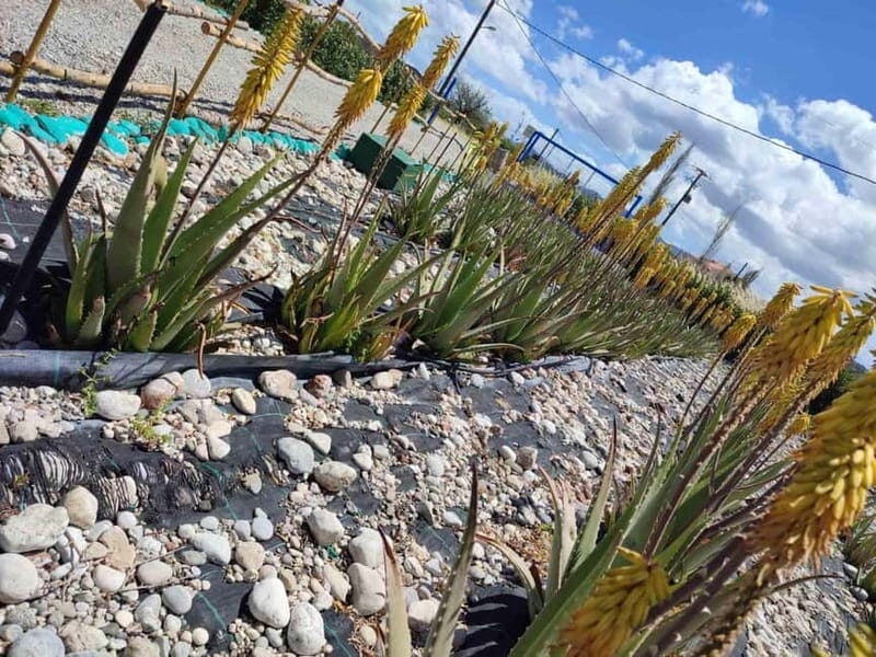 Rhodes:Explore the farm's paths & discover aloe vera & herbs - The Value: What’s Included and What’s Not