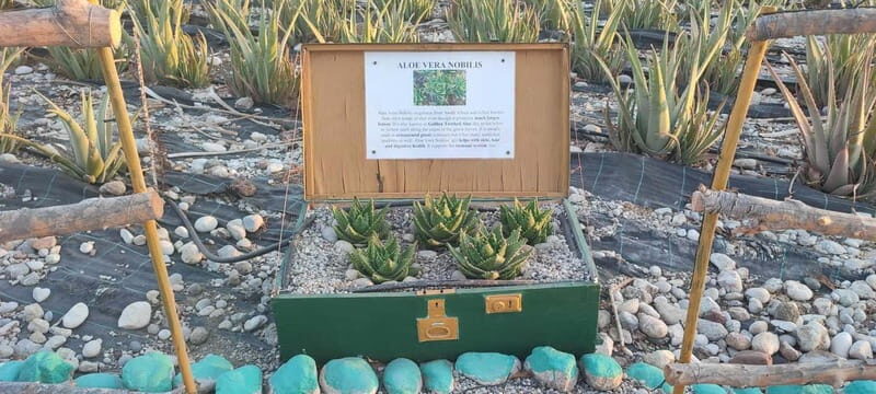 Rhodes:Explore the farm's paths & discover aloe vera & herbs - The Sum Up