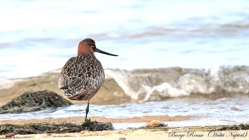 Ria Formosa 3 Islands Guided Day Trip by Boat - Olhão - Who Should Consider This Tour?