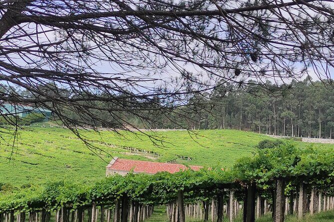 Rias Baixas PRIVATE Shore tour - Who Should Consider This Tour?
