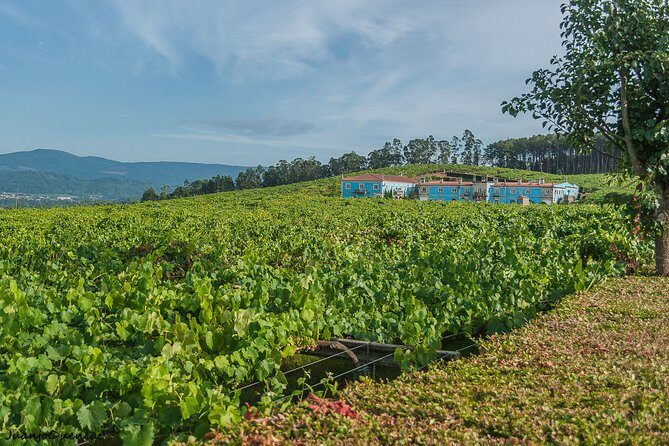 Rías Baixas Private Tour from Santiago de Compostela - Transportation and Convenience