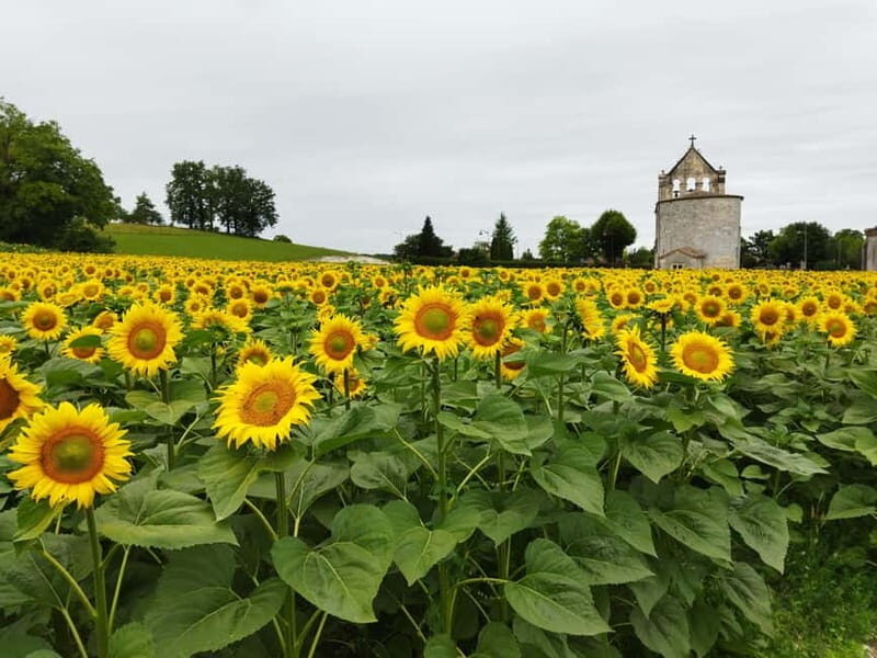 Ribagnac: Théo's Gourmet Tour - A Closer Look at Théos Gourmet Tour