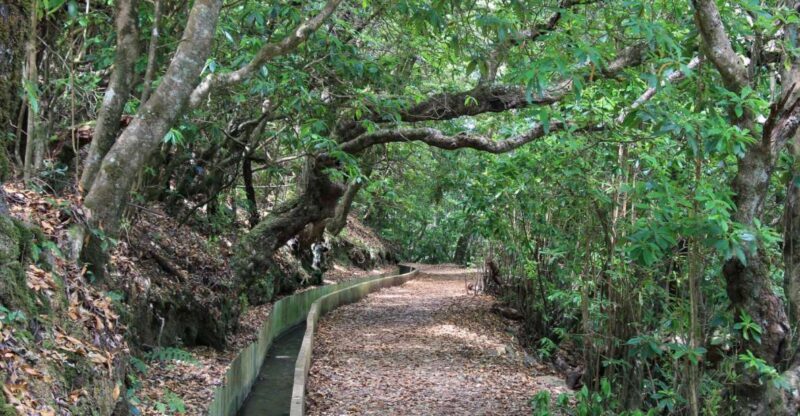 Ribeiro Frio - Portela - Levada do Furado - What You Can Expect on This Tour