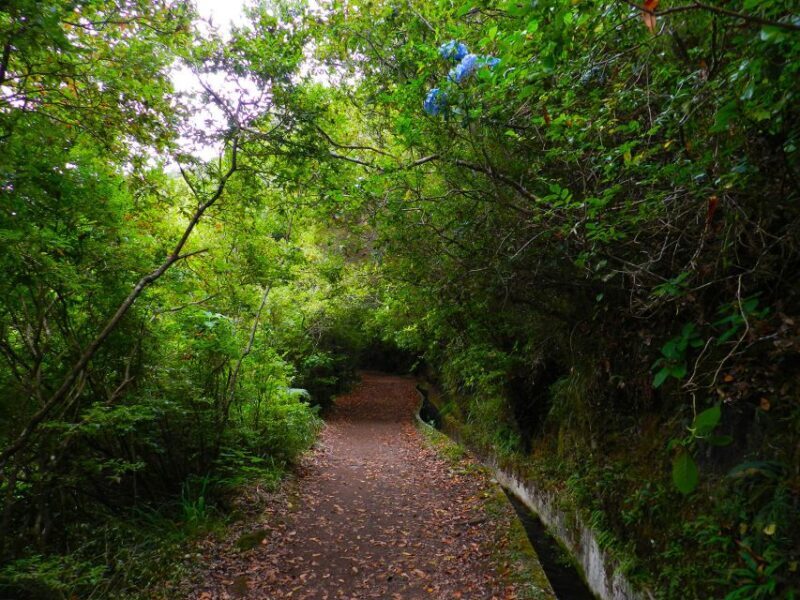 Ribeiro Frio / Portela - Levada Walk - Authentic Experiences and Reviews