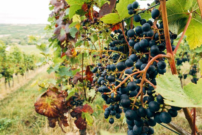 Ribera and Rioja Wineries Private Tour from Madrid - FAQ