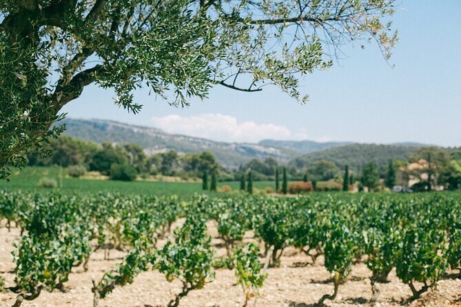 Ribera and Rioja Wineries Private Tour from Madrid - Final Thoughts