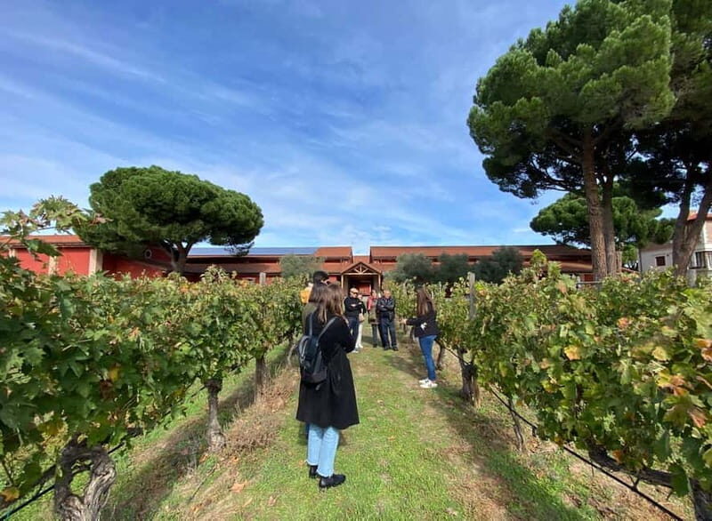 Ribera del Duero: Two Wineries with Transport from Madrid - A Well-Balanced Journey into a Top Spanish Wine Region