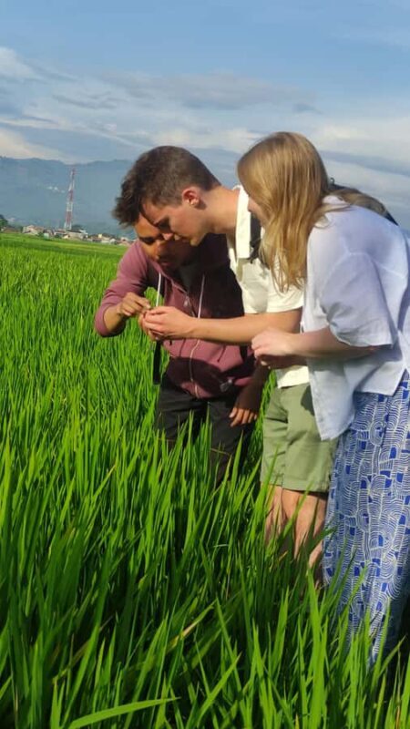 Rice Fields, Coffee plantation, White Crater, & Hot Springs - The Value of This Tour