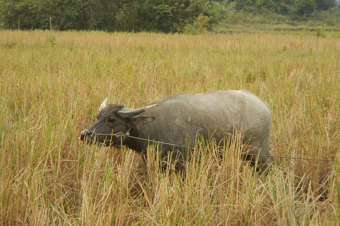 Rice Fields & Rural Villages Tour - Final Thoughts