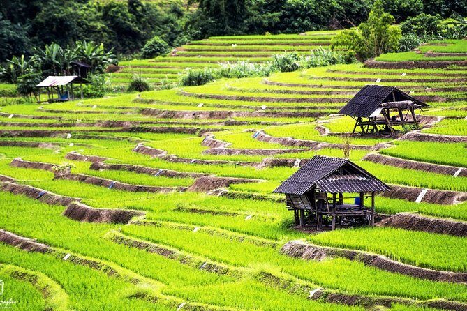 Rice fields terraces of Ban Pa Pong Piang. ( 1 day tour ) - Key Points