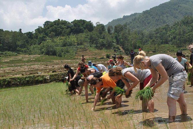 Rice Plantation Experience in Bhaktapur - Is This Tour Right for You?