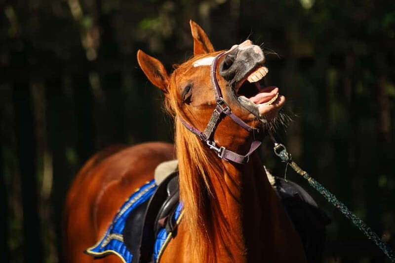 Riga Horse Riding tour along the Beach - Why You’ll Love This Horseback Ride