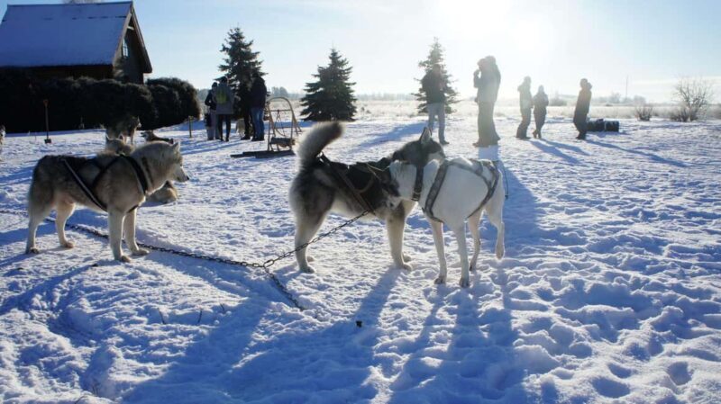 Riga: Husky Dog Sledding and Ride in Bobsleigh Track - The Experience in Detail