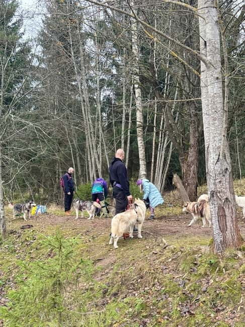 Riga: Husky Hike in the Nature Trail - Discovering Latvia’s Natural Beauty with Huskies