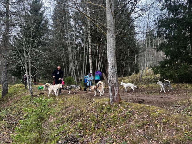 Riga: Husky Hike in the Nature Trail - Final Thoughts