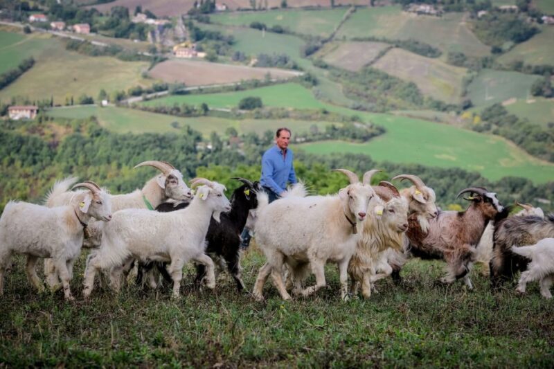 Rimini: San Leo Cashmere Farm Experience - Key Points