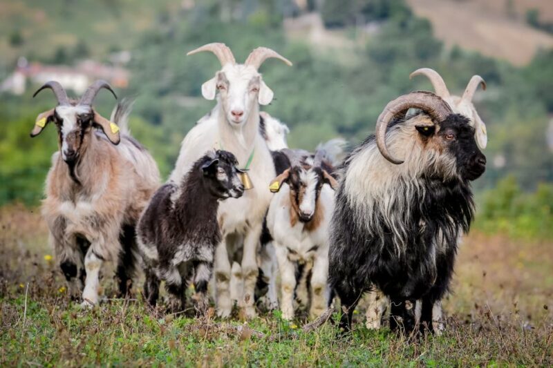 Rimini: San Leo Cashmere Farm Experience - A Genuine Look at the San Leo Cashmere Experience