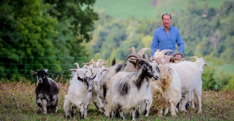 Rimini: San Leo Cashmere Farm Experience - Why It’s Worth Considering