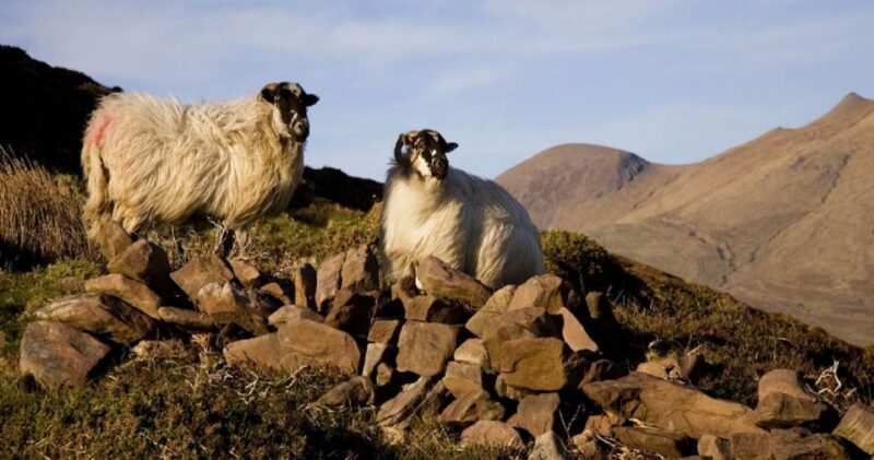 Ring of Kerry Full-Day Tour from Limerick - The Sum Up