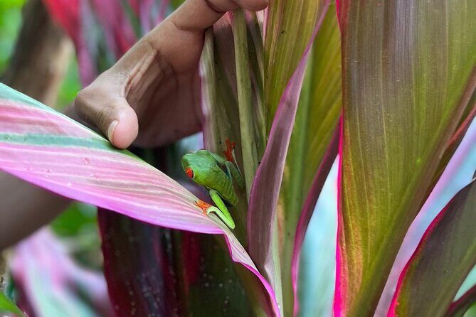 Rio Celeste Waterfall Plus Sloths and wildlife Sanctuary - FAQ