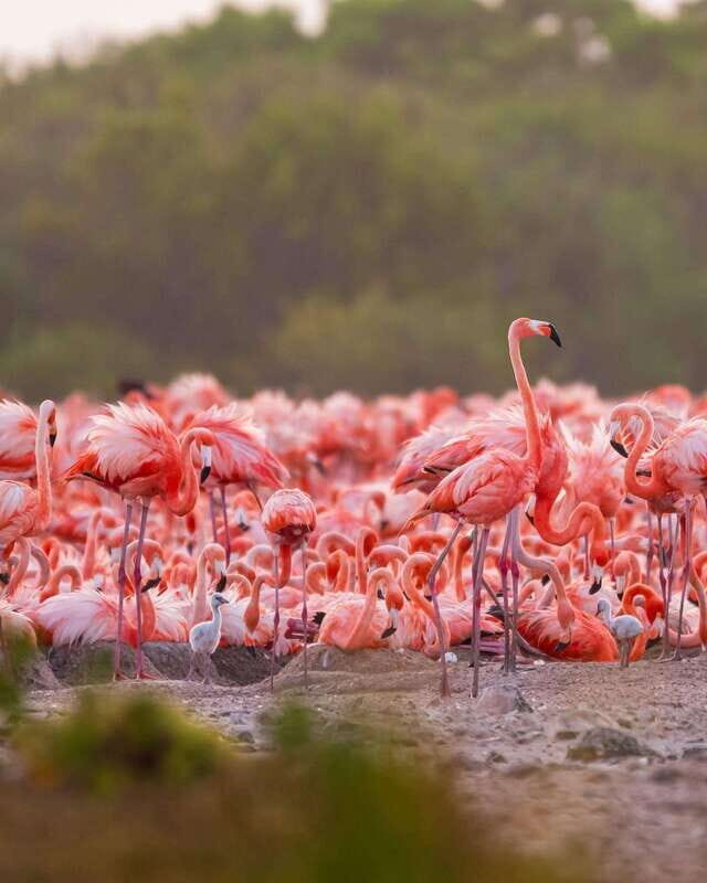 Rio Lagartos and Las Coloradas: EcoSafari Flamingo Luxury - The Sum Up