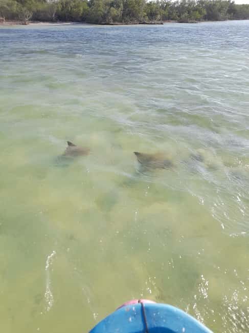 Rio Lagartos and San Felipe: Cerritos Island, adventure tour and Mayan culture. - Activities and Practicalities: What You’ll Experience