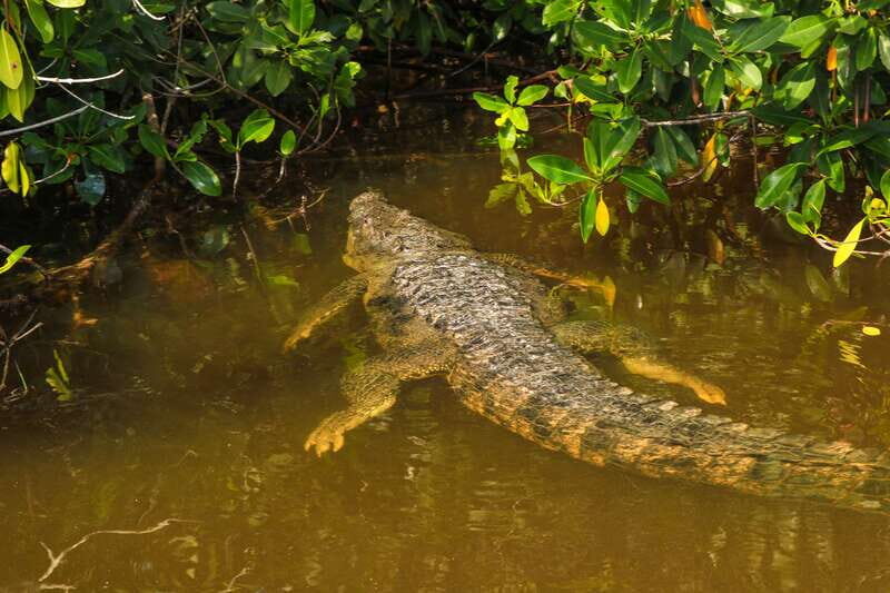 Rio Lagartos: Boat Tour through the Nature Reserve - Exploring Rio Lagartos: Boat Tour through the Nature Reserve
