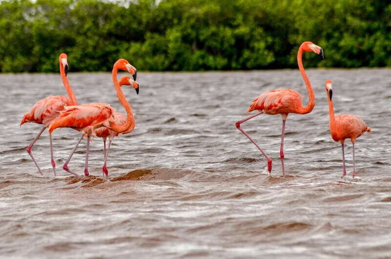 Rio Lagartos: Boat Tour through the Nature Reserve - Final Thoughts
