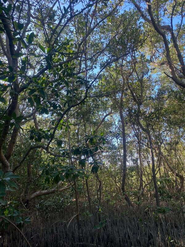 Rio Lagartos Expedition: boat journey through the mangrove - Key Points
