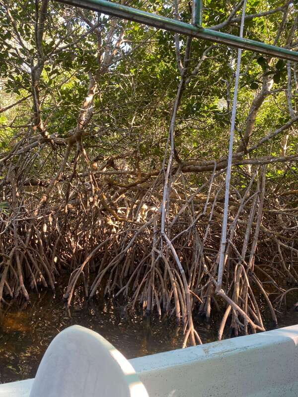 Rio Lagartos Expedition: boat journey through the mangrove - Authentic, Expert-Guided Wildlife Viewing